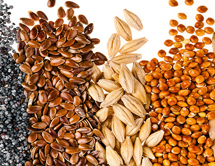 Seed Drying Solution That Creates Optimal Conditions