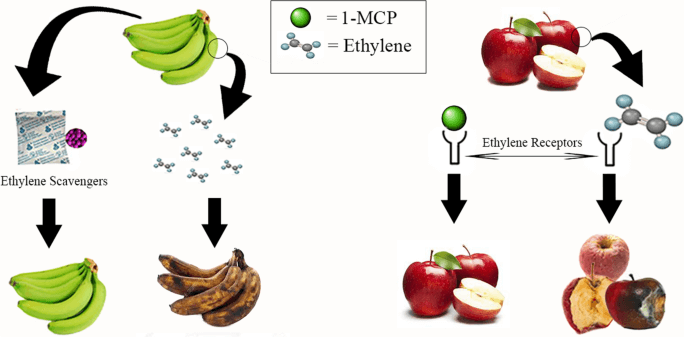 Ethylene Control - BryAir
